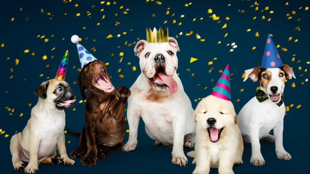 14 Ways to Celebrate: Because Dogs Love a Party Too - Natasha's ...